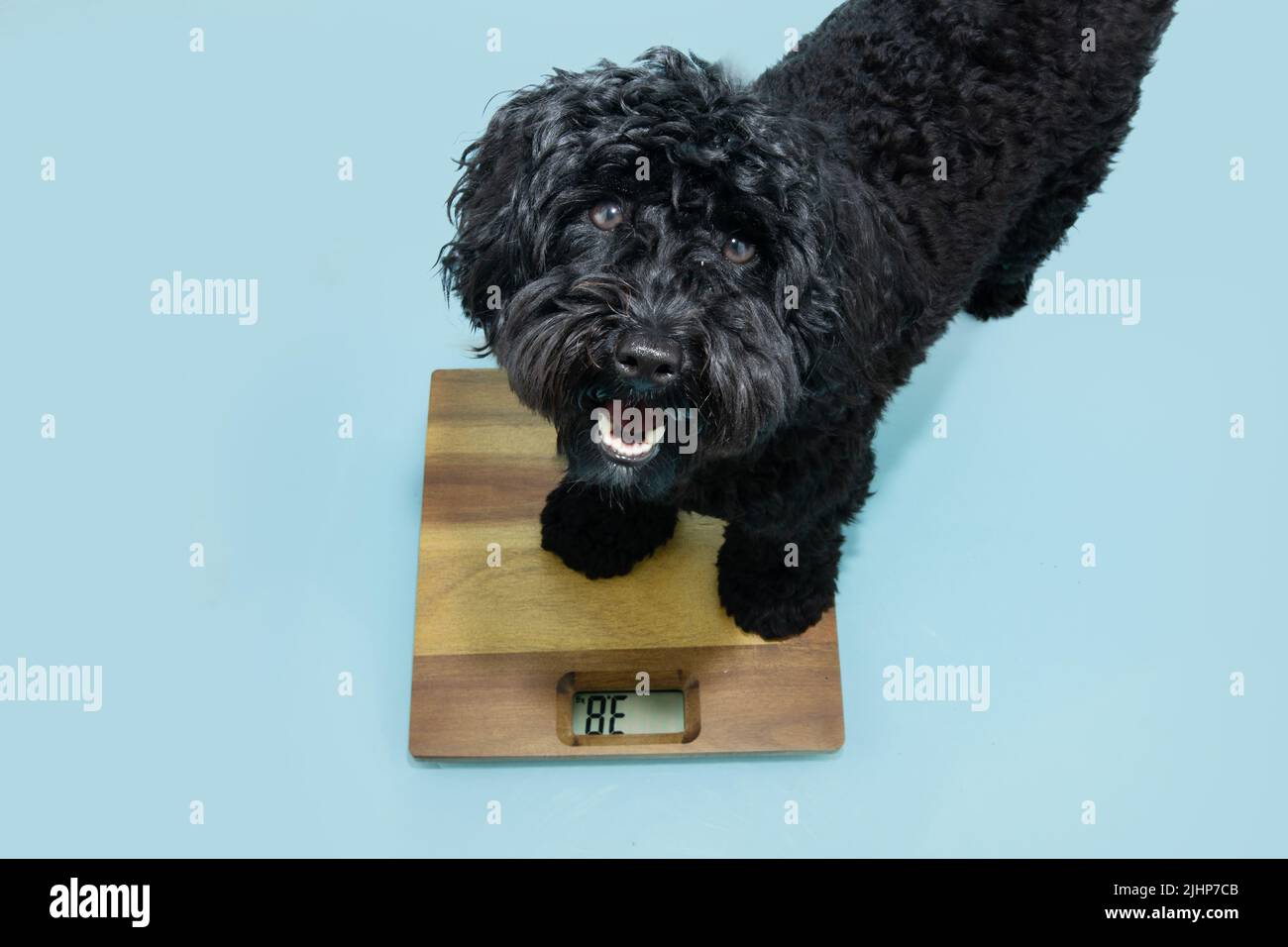Cute Poodle dog sitting on weighet scale with happy expression face ...