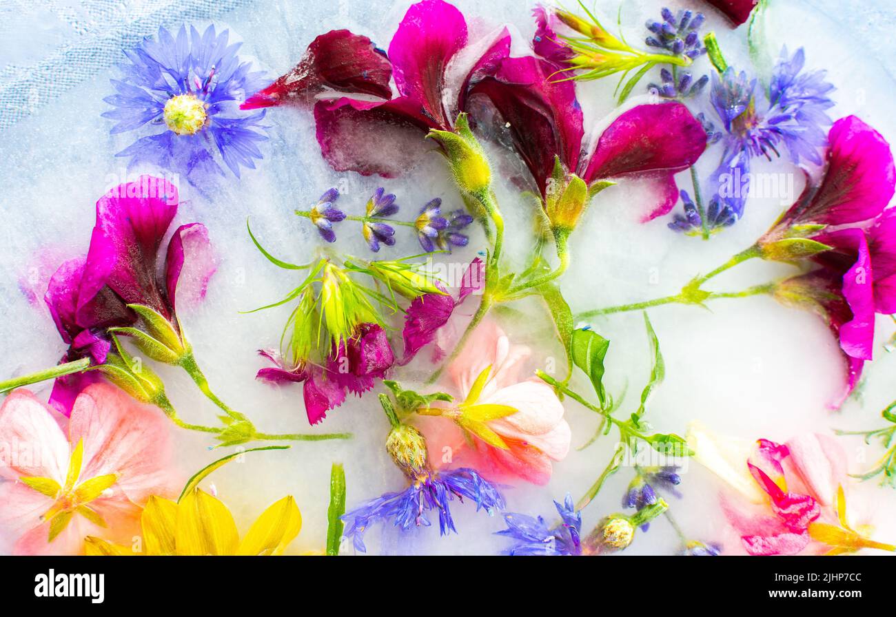 Summer background of frozen flowers in ice, cornflowers and geraniums ...