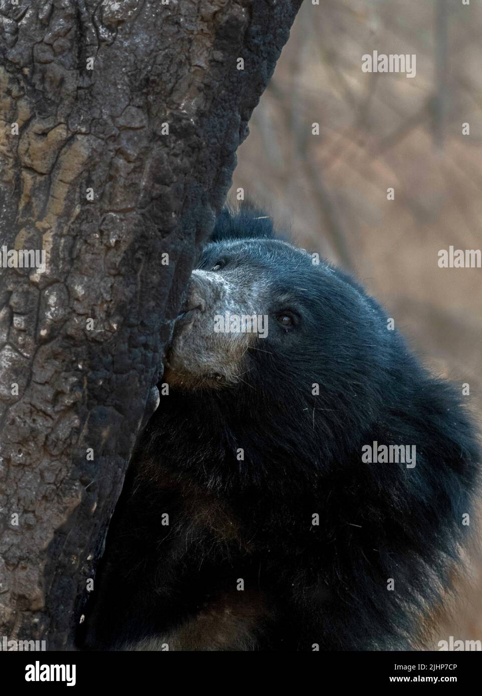 The sloth bear uses its long claws to catch insects from hard to reach ...