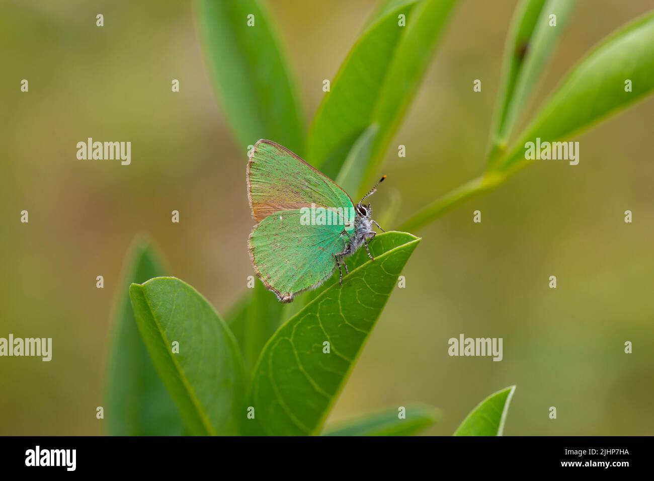 Callophrys rubi, tiny butterfly with a wonderful green color Stock ...