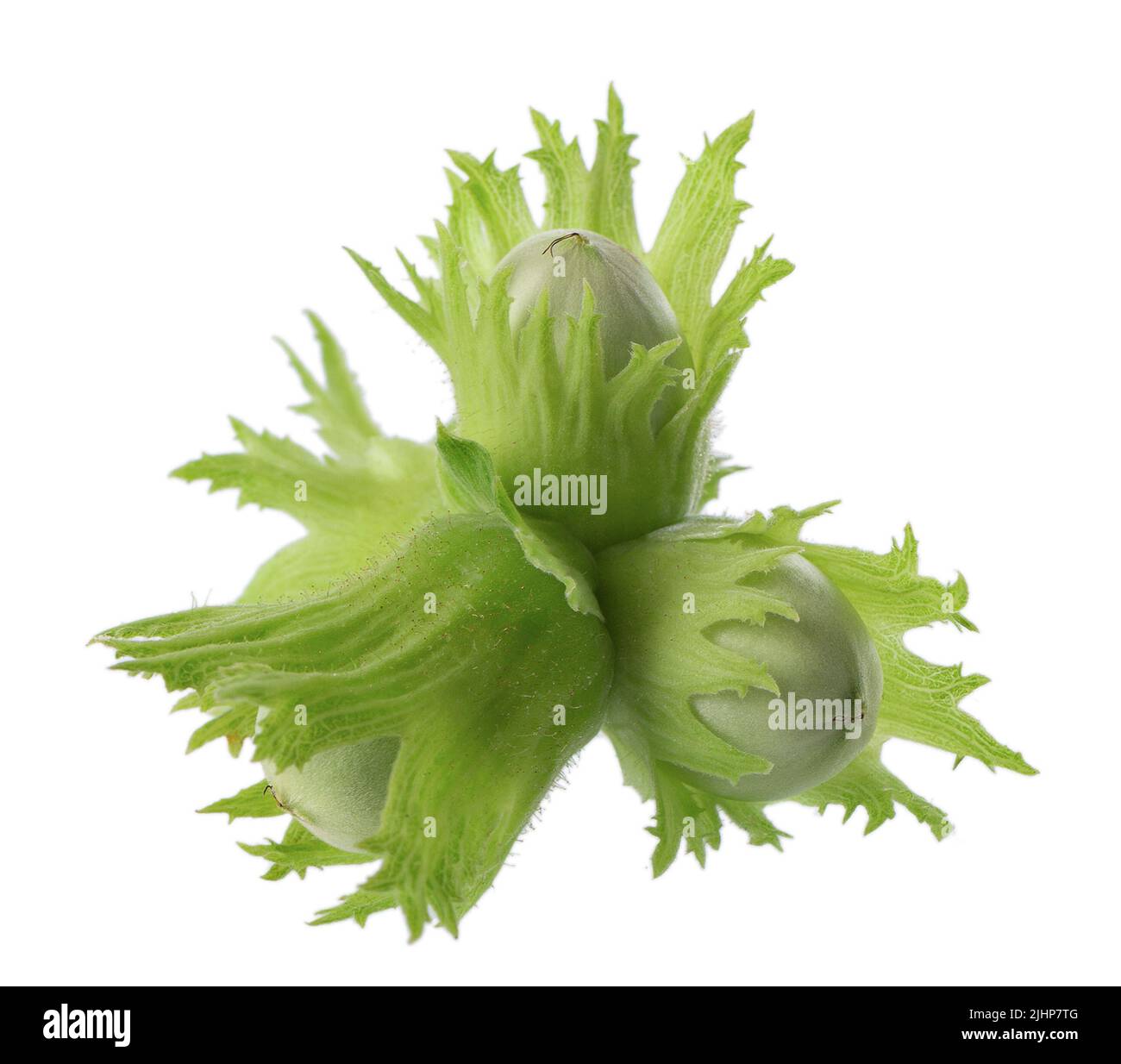 Green hazelnut nuts isolated on white background. Fresh green unripe ...