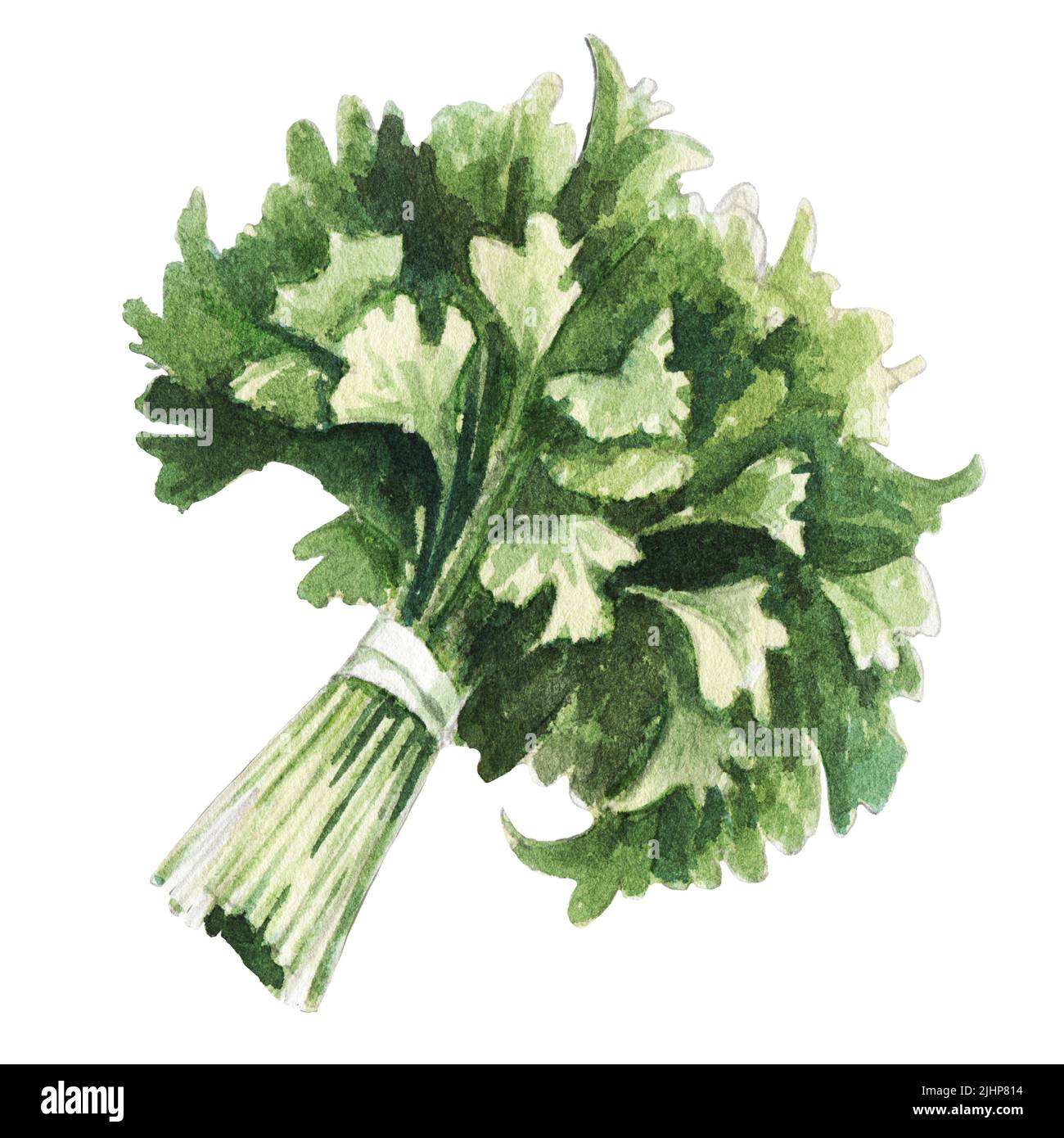 parsley watercolor illustration on white background Stock Photo - Alamy