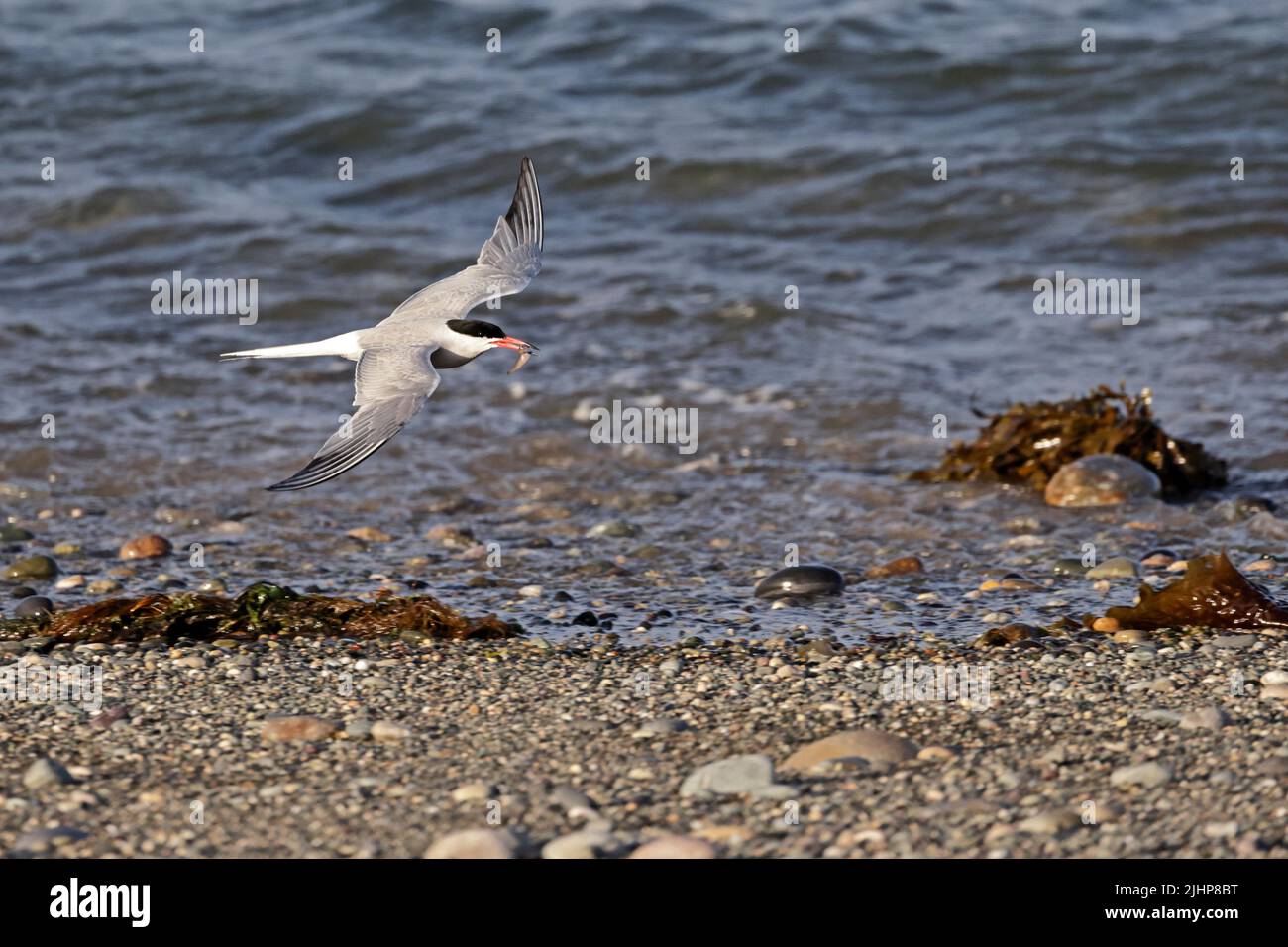 Common Tern in flight carrying food at Cemyln Lagoon Anglesey Wales UK ...
