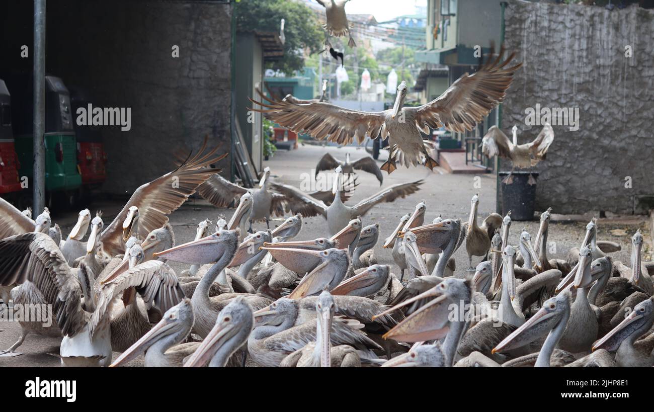 Herd of birds hi-res stock photography and images - Alamy