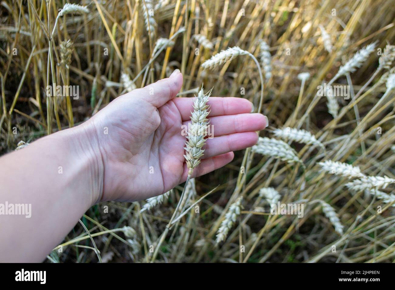 Golden Wheat Field High Resolution