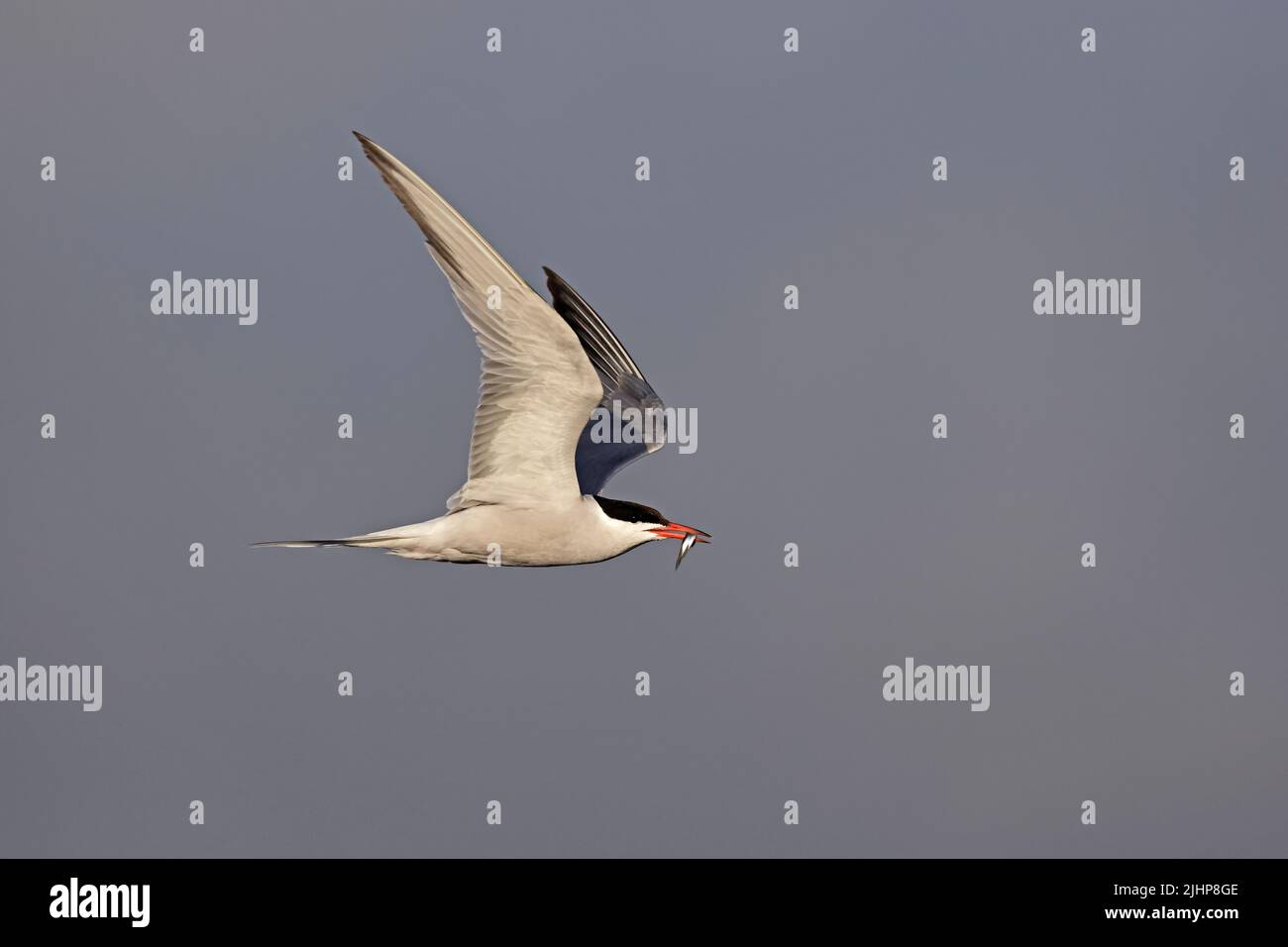 Common Tern in flight carrying food at Cemyln Lagoon Anglesey Wales UK ...