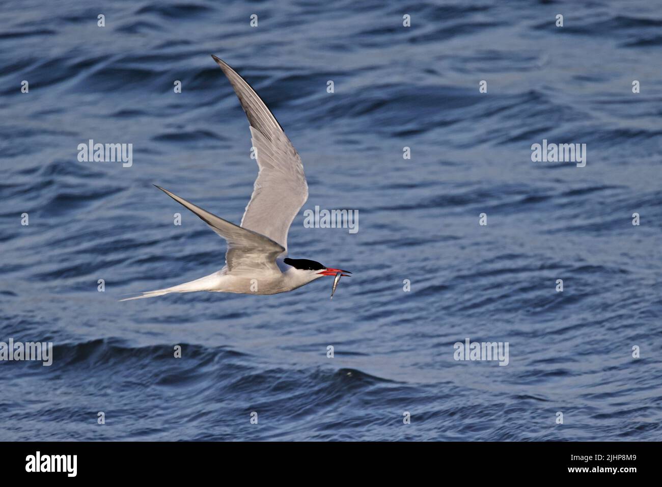 Common Tern in flight carrying food at Cemlyn Lagoon Wales UK Stock ...