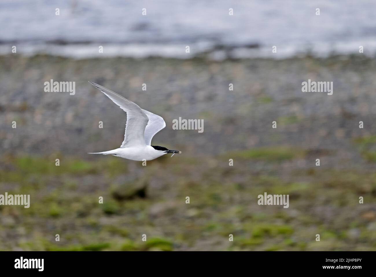 Sandwich Tern in flight at Cemlyn Lagoon Anglesey UK Stock Photo - Alamy