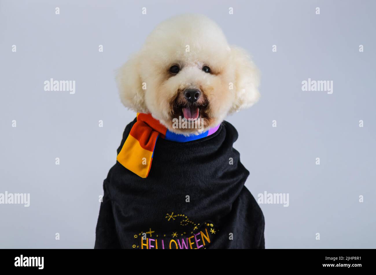 Adorable white Poodle dog wearing Halloween costume with happy face on ...