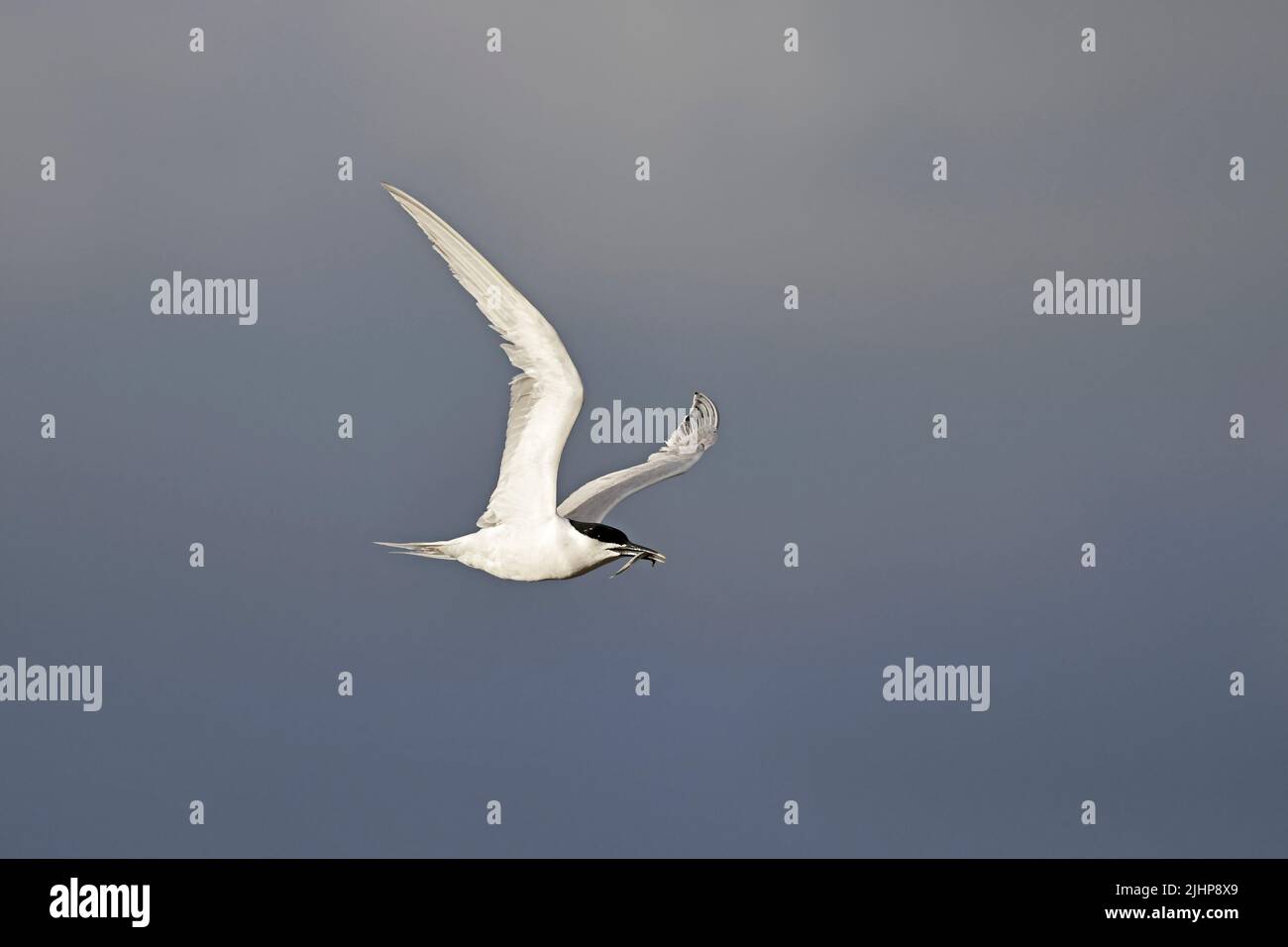 Sandwich Tern in flight at Cemlyn Lagoon Anglesey UK Stock Photo - Alamy