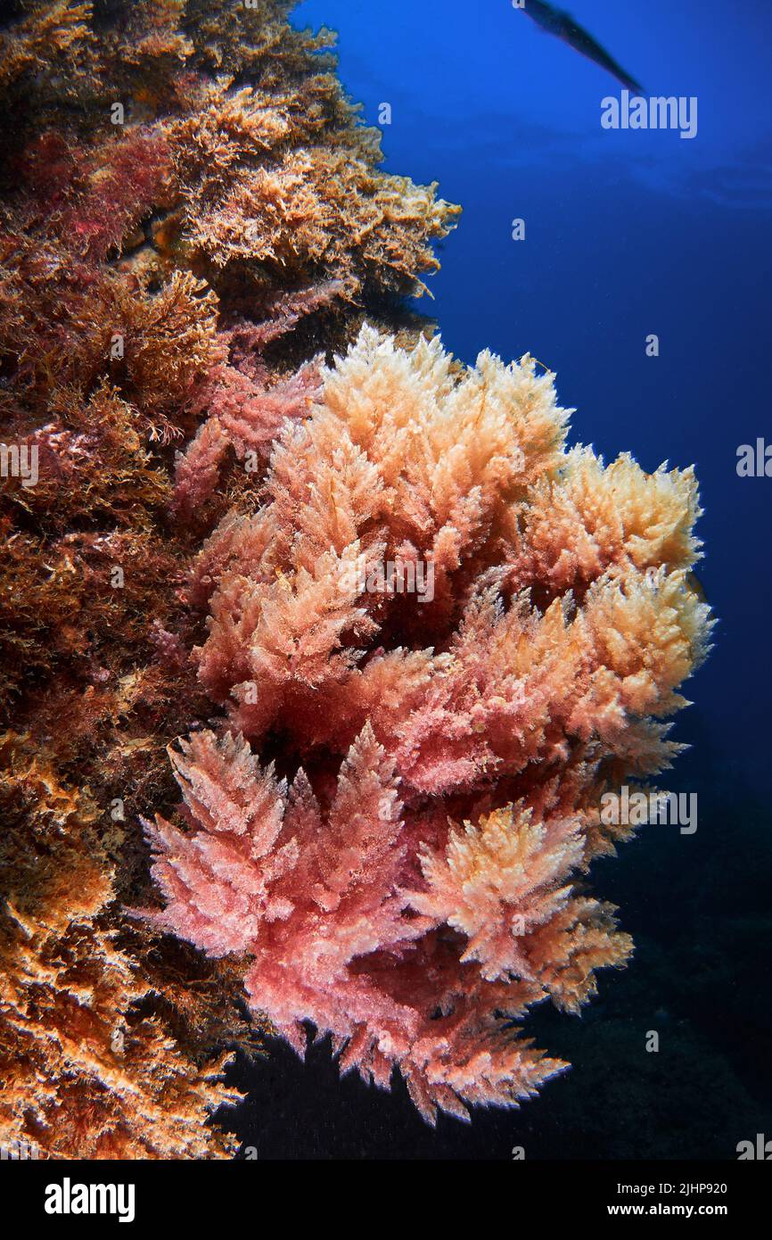 In just a few years the invasive algae Asparagopsis armata has ...