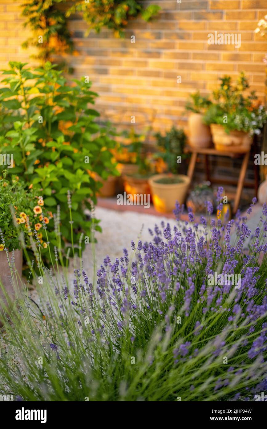 Porch of house decorated with plants Stock Photo - Alamy