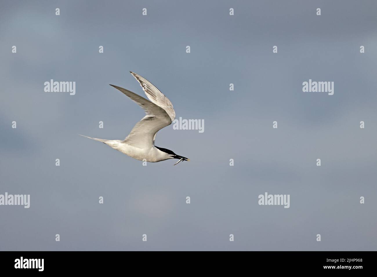Sandwich Tern in flight at Cemlyn Lagoon Anglesey UK Stock Photo - Alamy