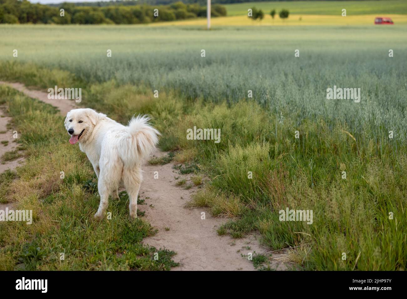 Adorable white dog walks on field. Maremmano-abruzzese italian sheepdog ...