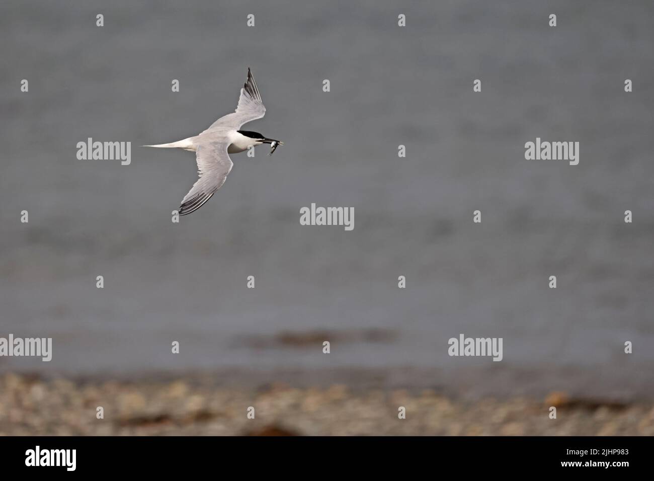 Sandwich Tern in flight at Cemlyn Lagoon Anglesey UK Stock Photo - Alamy