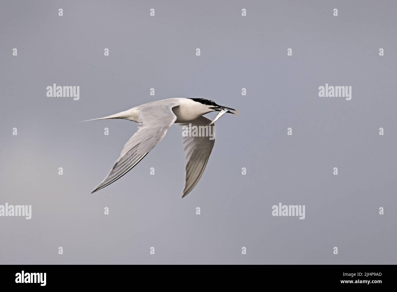Sandwich Tern in flight at Cemlyn Lagoon Anglesey UK Stock Photo - Alamy