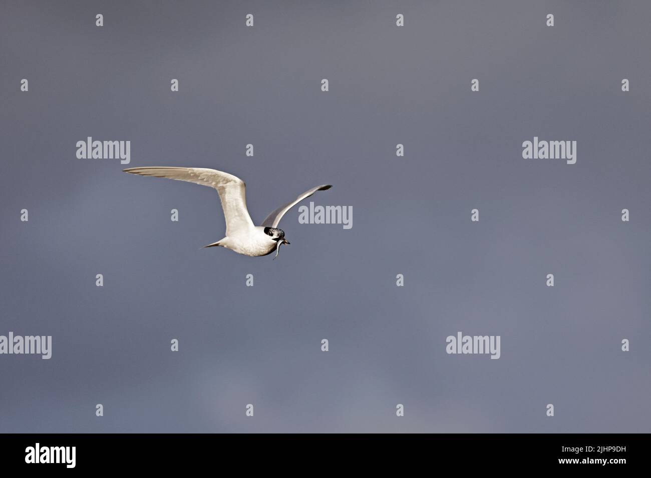 Sandwich Tern in flight at Cemlyn Lagoon Anglesey UK Stock Photo - Alamy