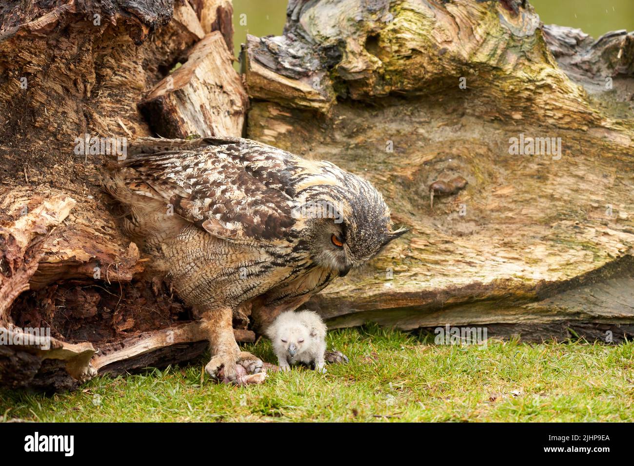 Wild Eurasian Eagle Owls outside their nest, in the grass. The white ...