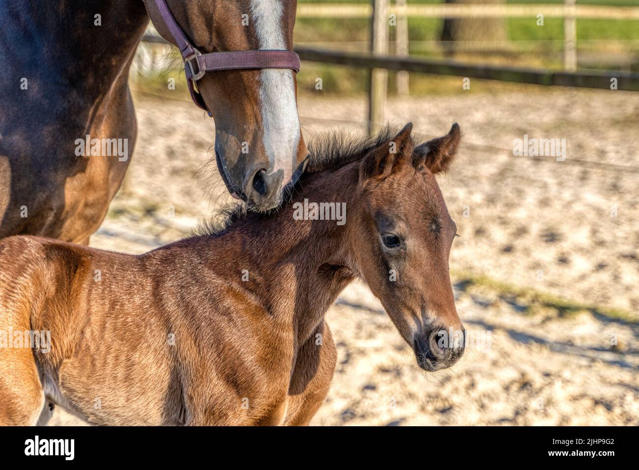 A week old dark brown foal stands outside in the sun with her mother ...