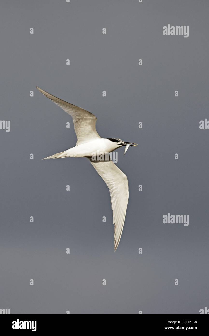 Sandwich Tern in flight at Cemlyn Lagoon Anglesey UK Stock Photo - Alamy