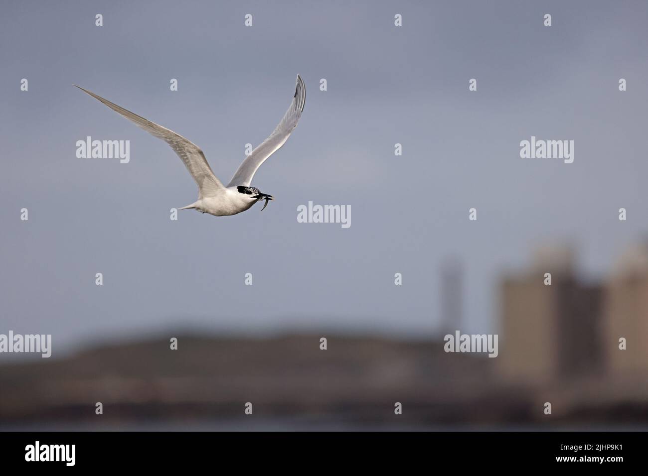 Sandwich Tern in flight at Cemlyn Lagoon Anglesey UK Stock Photo - Alamy
