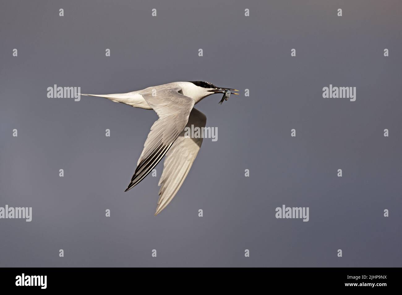 Sandwich Tern in flight at Cemlyn Lagoon Anglesey UK Stock Photo - Alamy