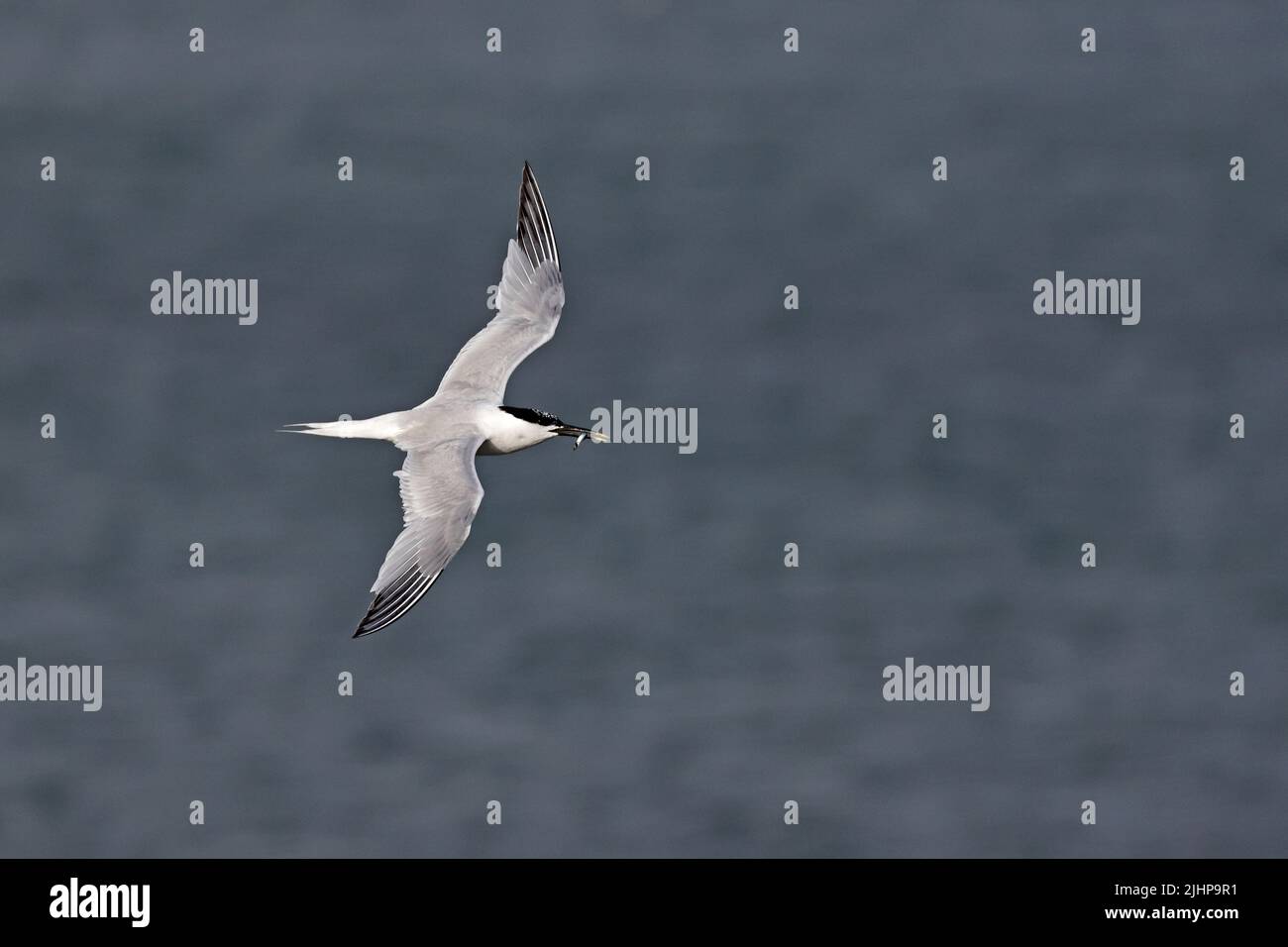 Sandwich Tern in flight at Cemlyn Lagoon Anglesey UK Stock Photo - Alamy