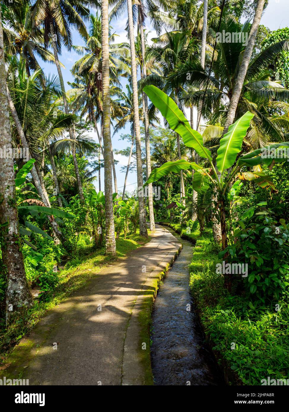 Ubud ricefield hi-res stock photography and images - Alamy