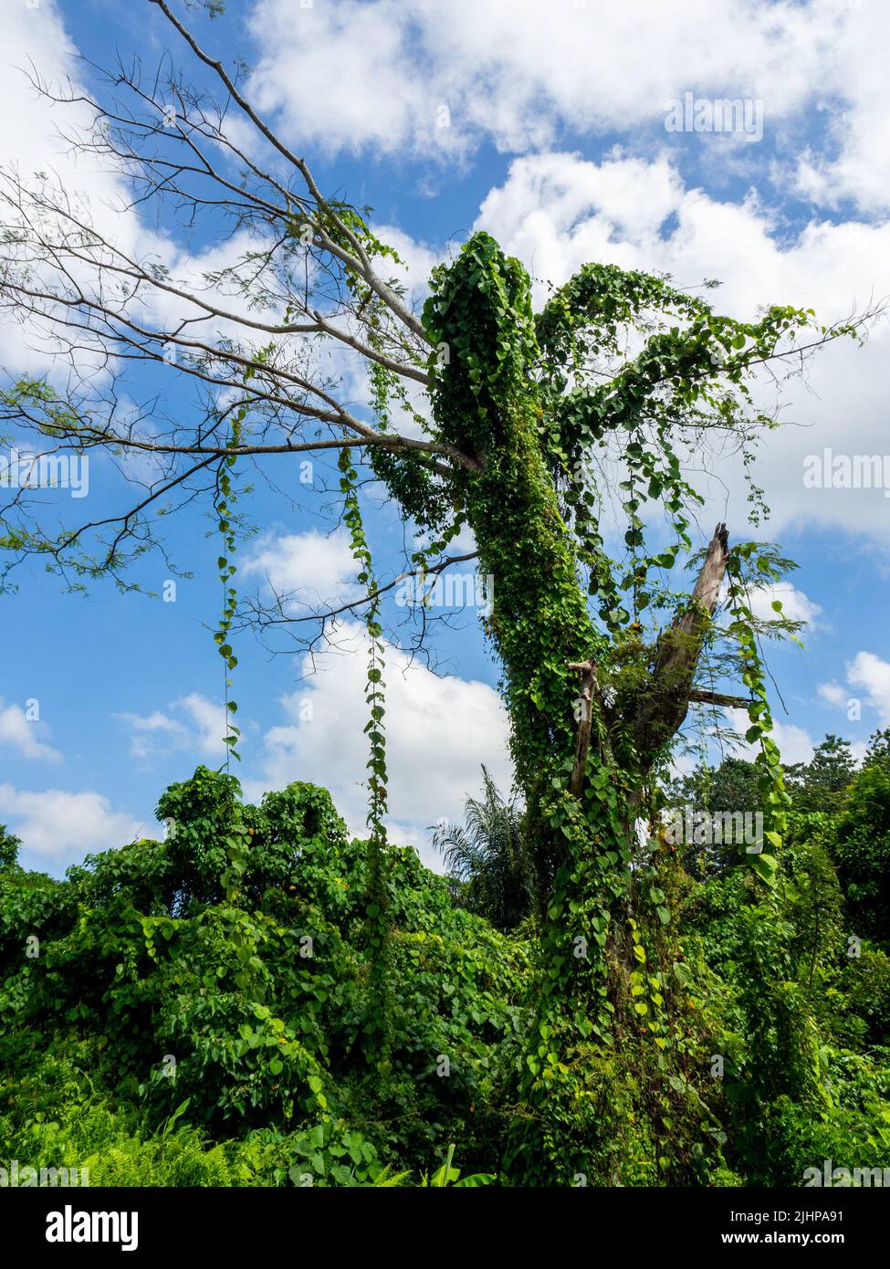 Ricefield Walk, Ubud, Bali Stock Photo - Alamy