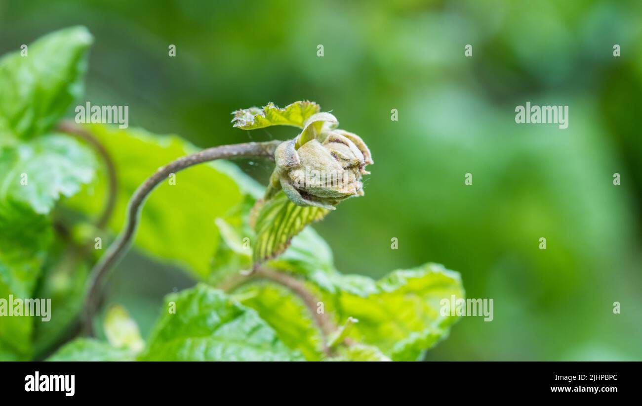 A macro shot of a hazelnut forming in the branches of a corkscrew hazel ...
