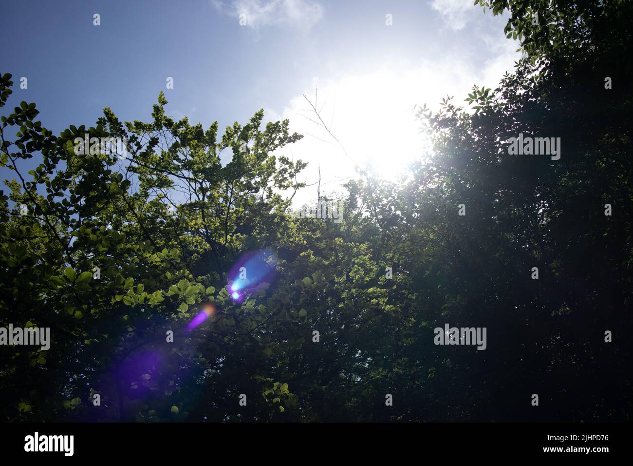 Sun flare on lens shining through the tress Stock Photo - Alamy