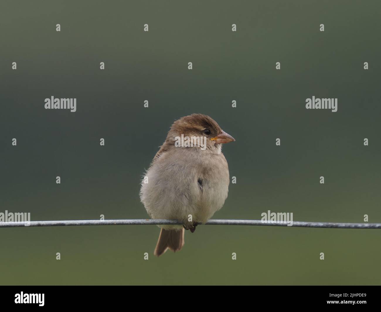 Black billed sparrow hi-res stock photography and images - Alamy