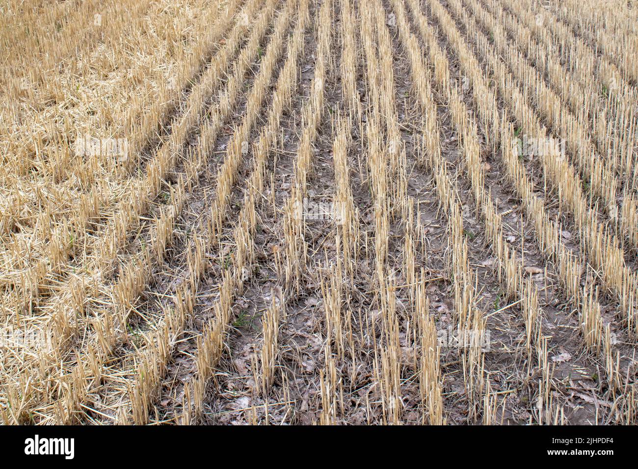 Wheat field after harvesting. Stubble of a mowed wheat field texture ...
