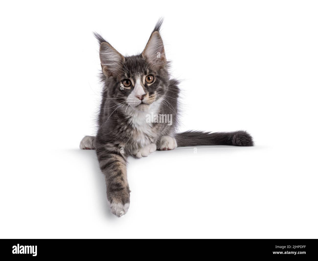 Blue tabby Maine Coon cat kitten, laying down facing front on edge ...