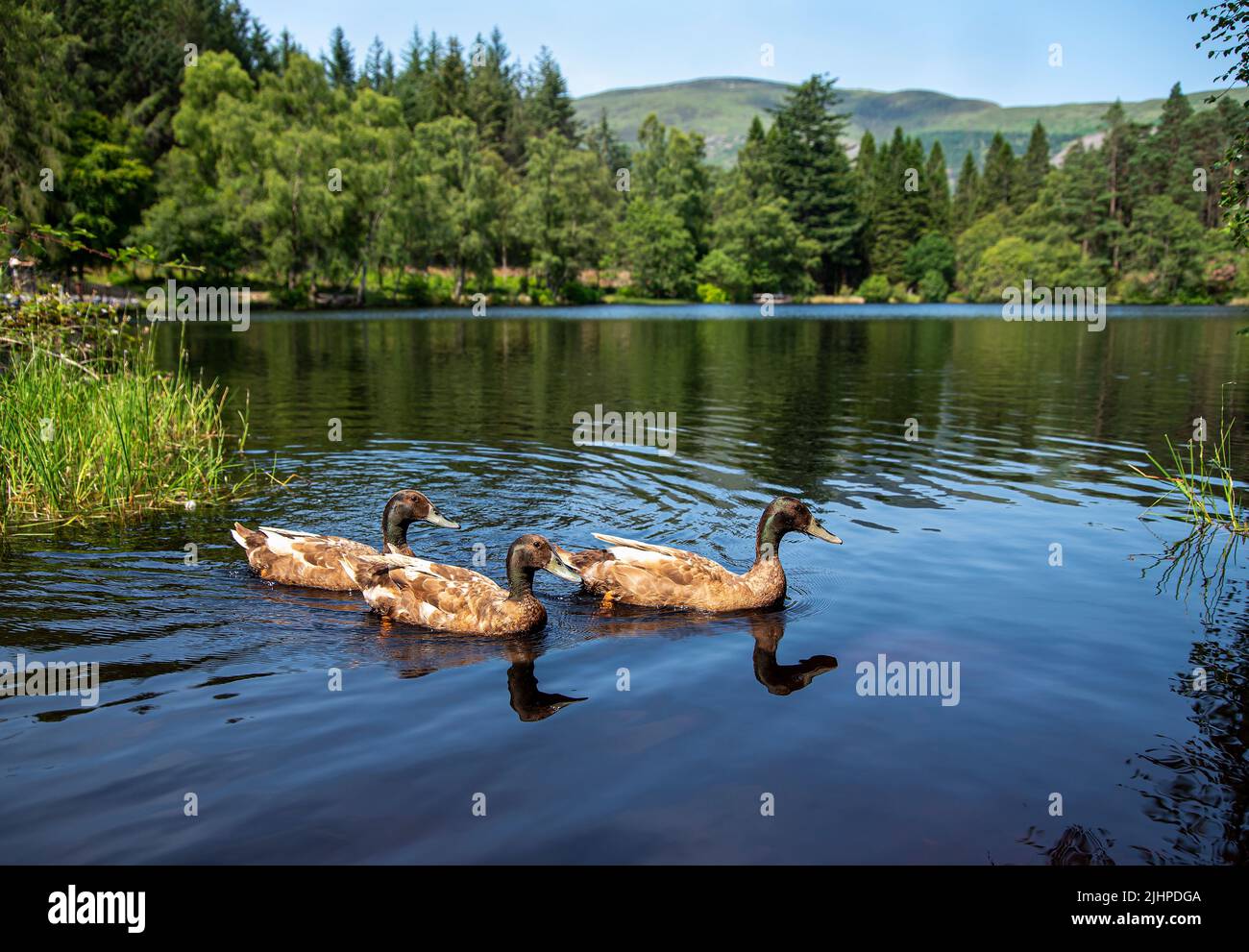 Landscape photography of birds, ducks, nature, lake, forest Stock Photo ...
