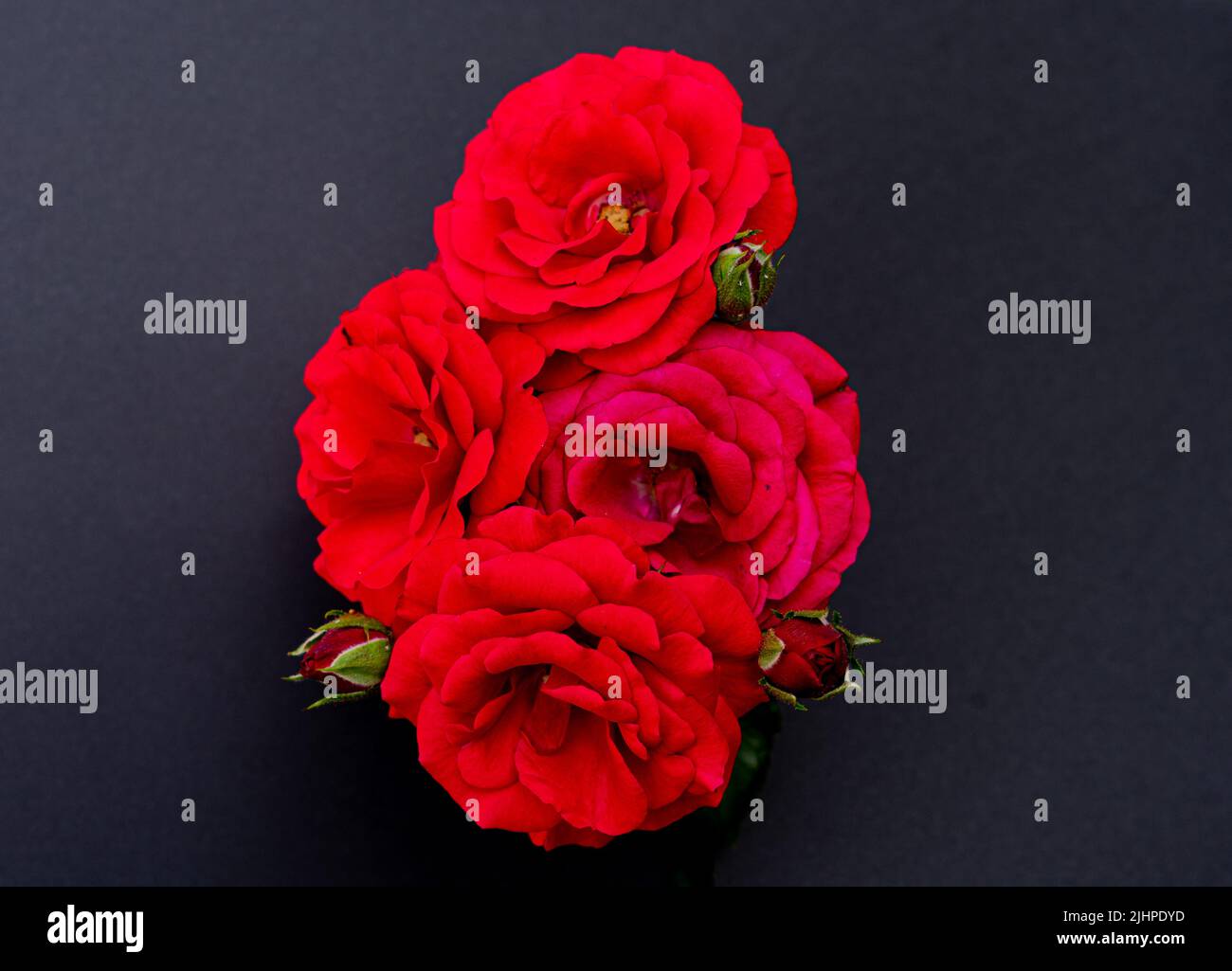Four petal flowers hi-res stock photography and images - Alamy