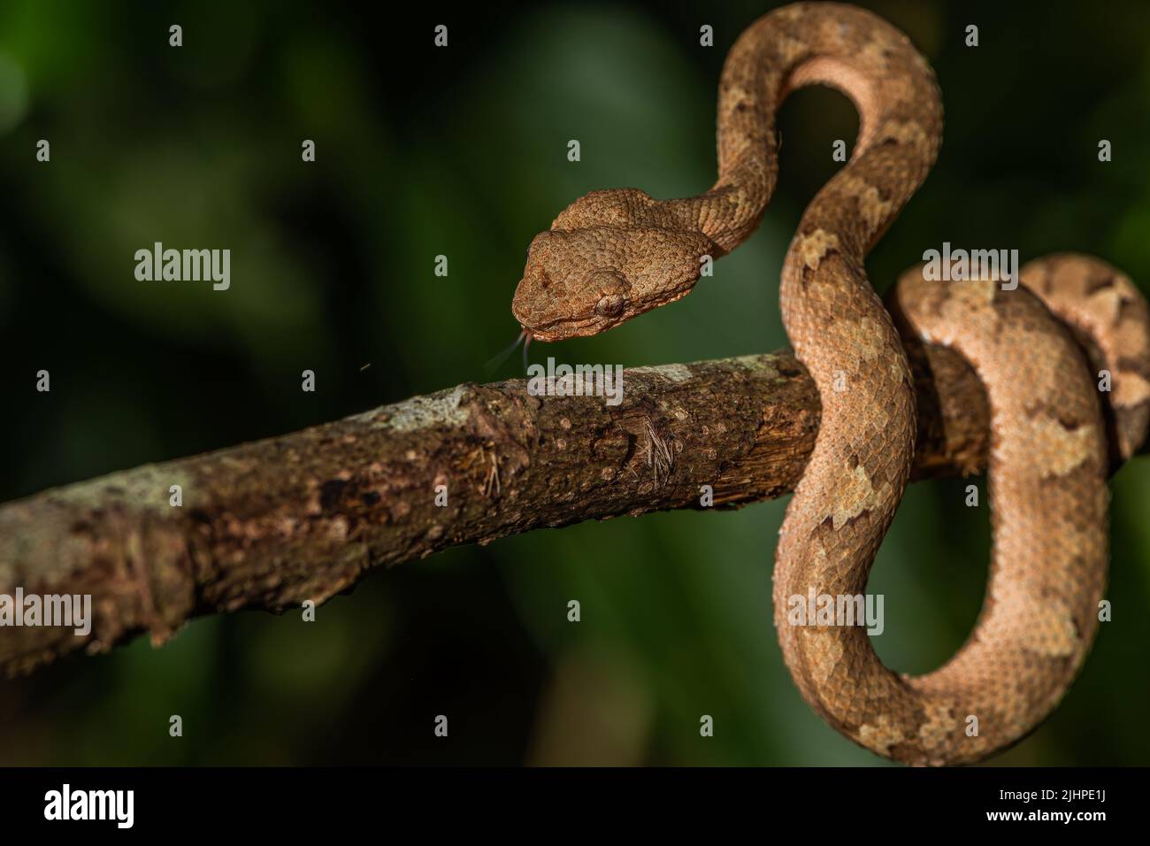 The viper coils into attack mode. Coorg, India: THIS OPTICAL illusion ...