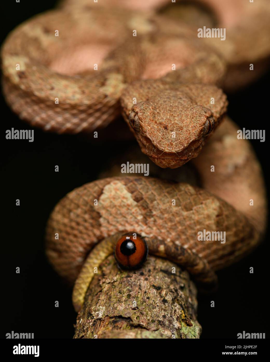 The bug wanders onto the snake calmly. Coorg, India: THIS OPTICAL ...