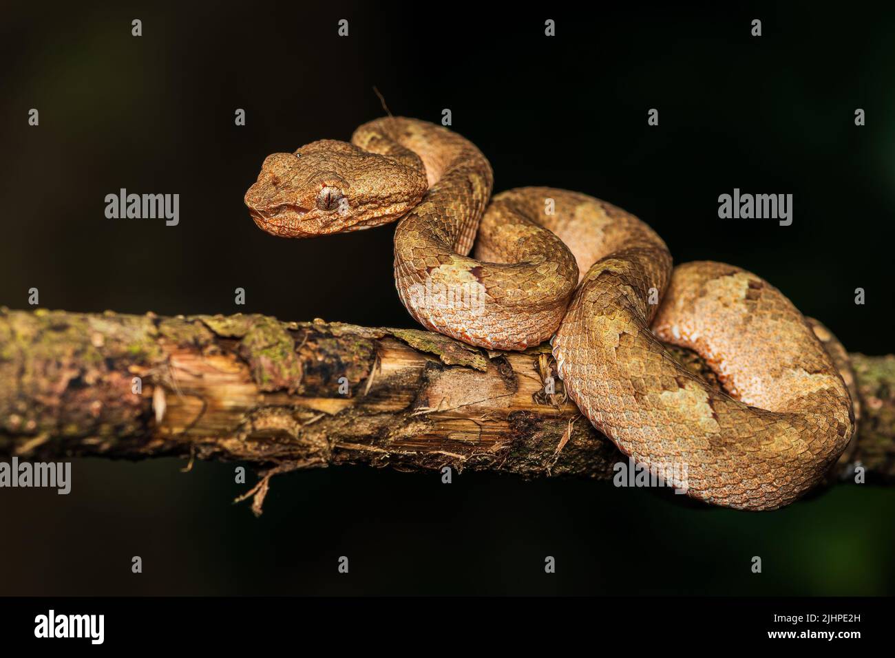 The Malabar pit viper takes its iconic attack position. Coorg, India ...