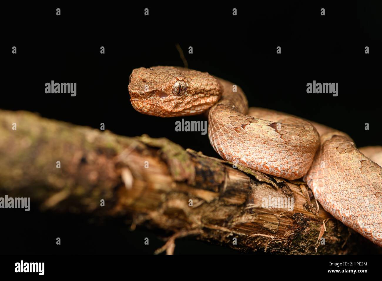 These pictures were taken by photographer Sharath Balan. Coorg, India ...