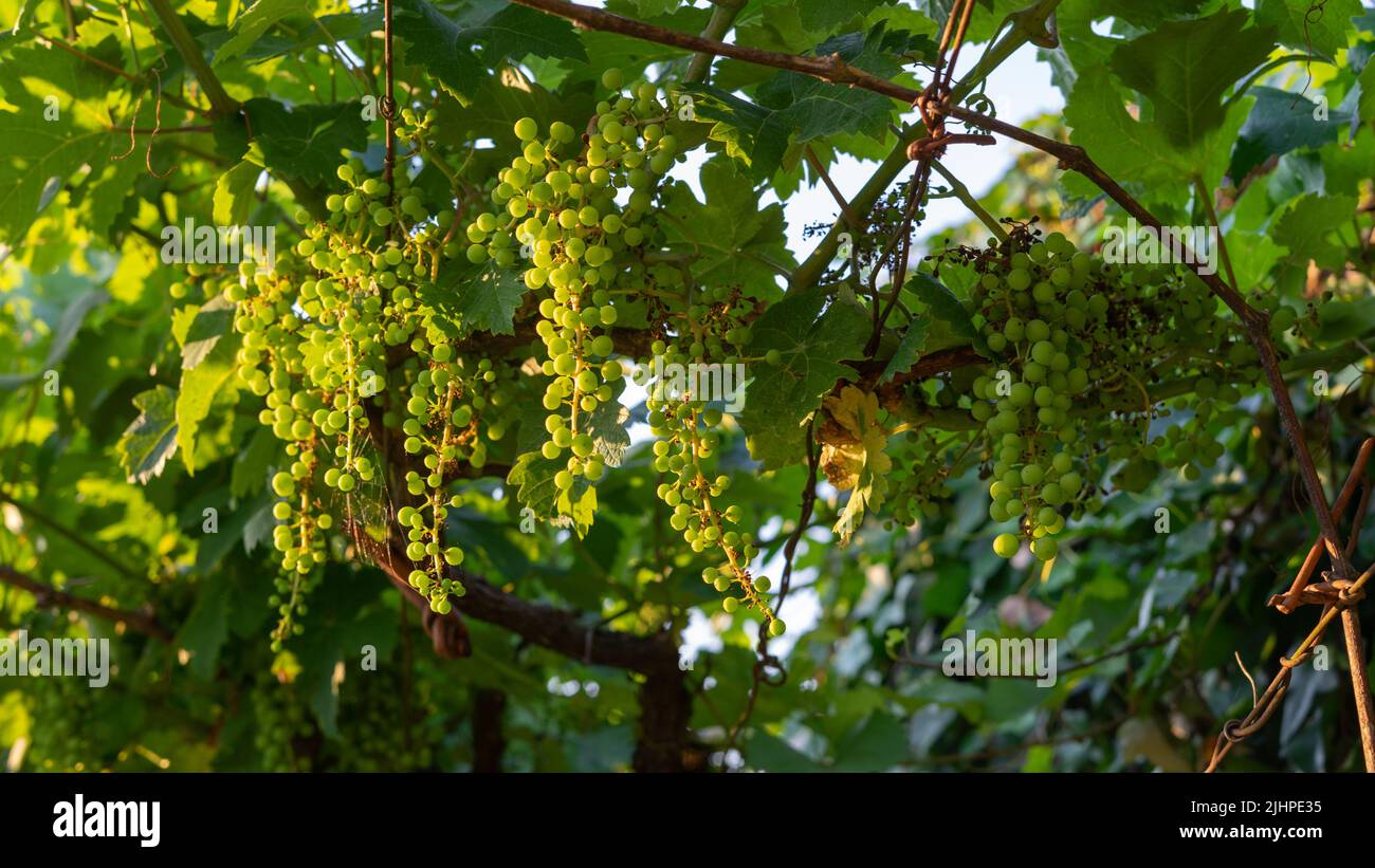 bunches of grapes Stock Photo - Alamy