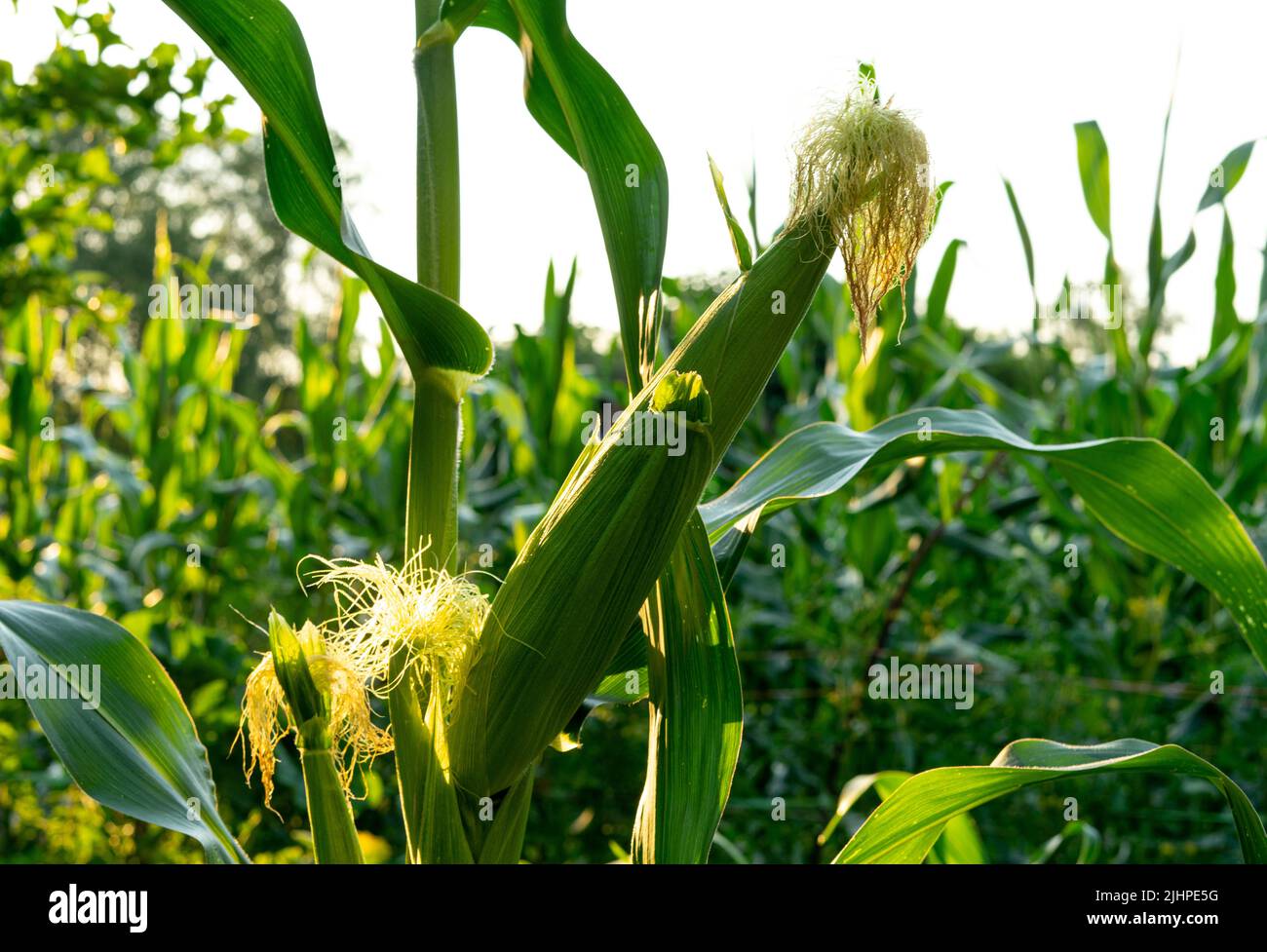Corn with hair hi-res stock photography and images - Alamy