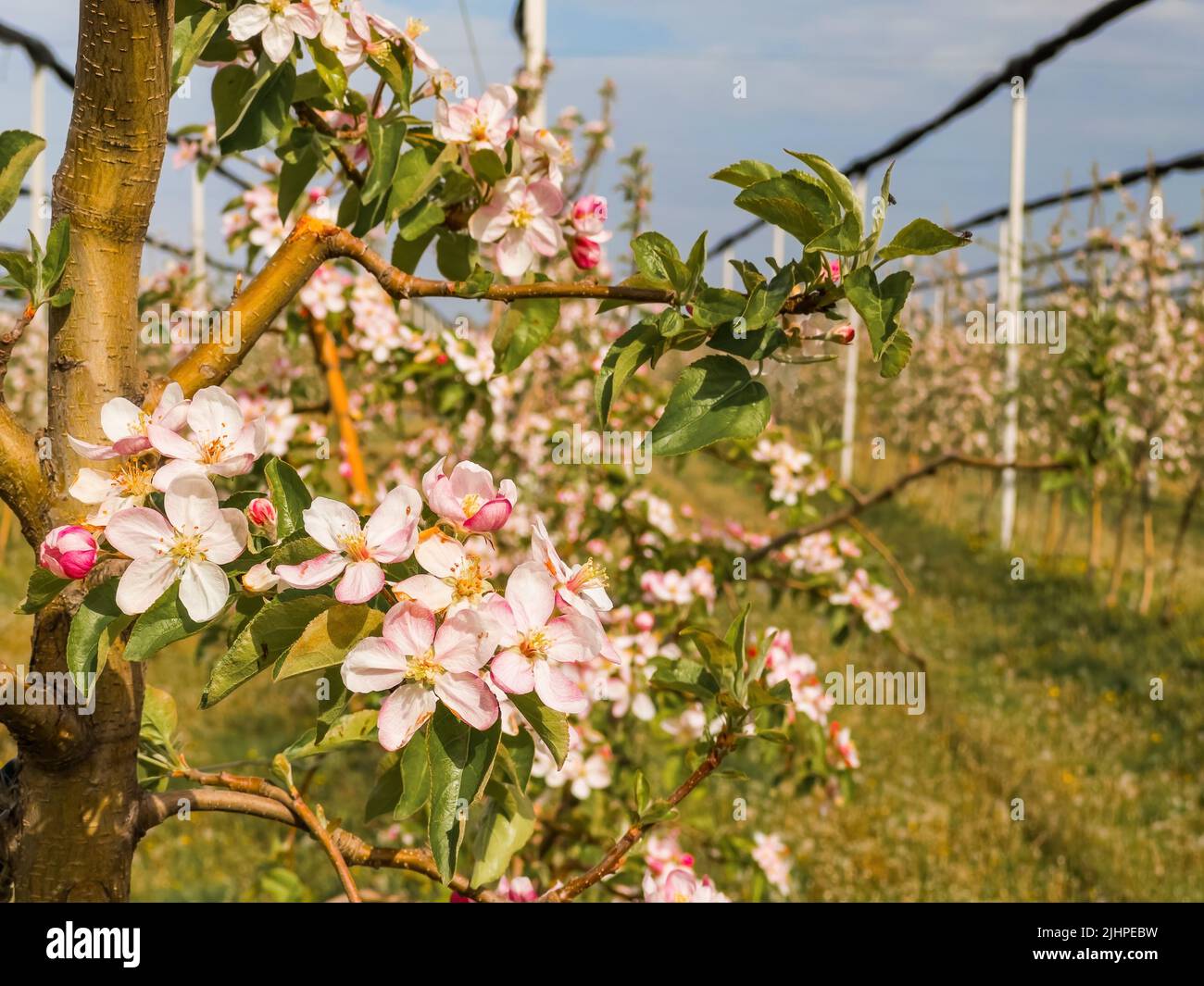 Apple fruit orchard with trees in bloom, diminishing perspective Stock ...