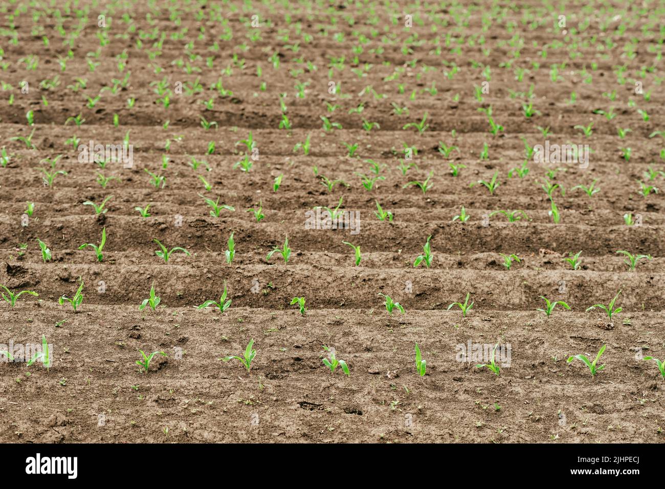 Corn maize crop sprouts in cultivated agricultural field. Agriculture ...
