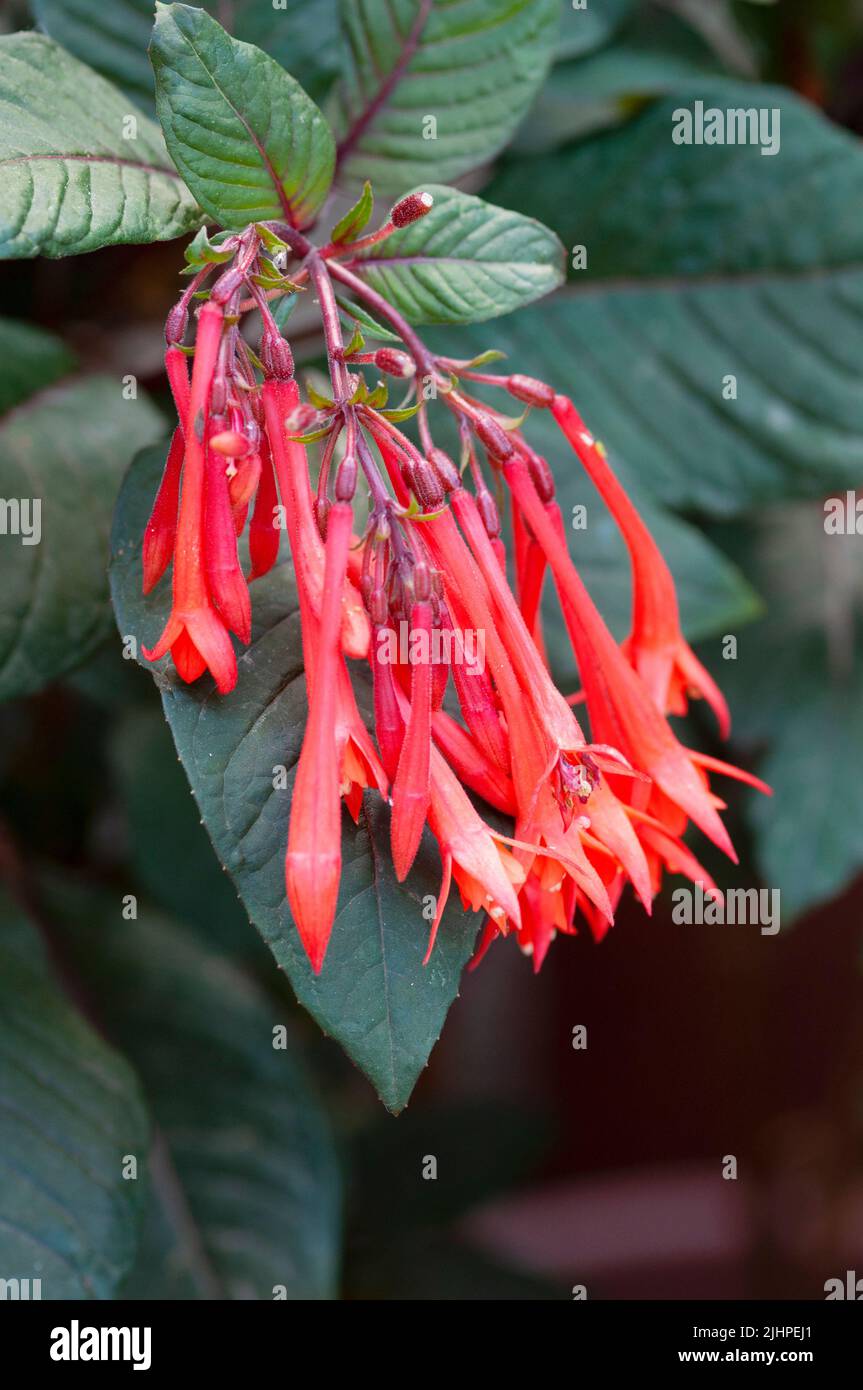 Fuchsia triphylla hi-res stock photography and images - Alamy