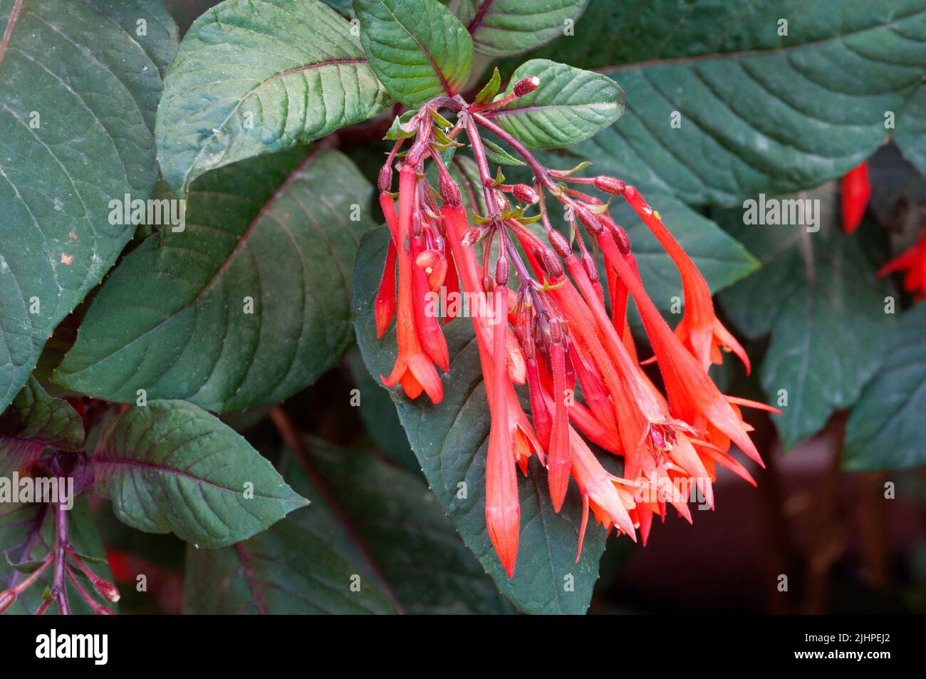 Closeup fuchsia flower plant hi-res stock photography and images - Alamy