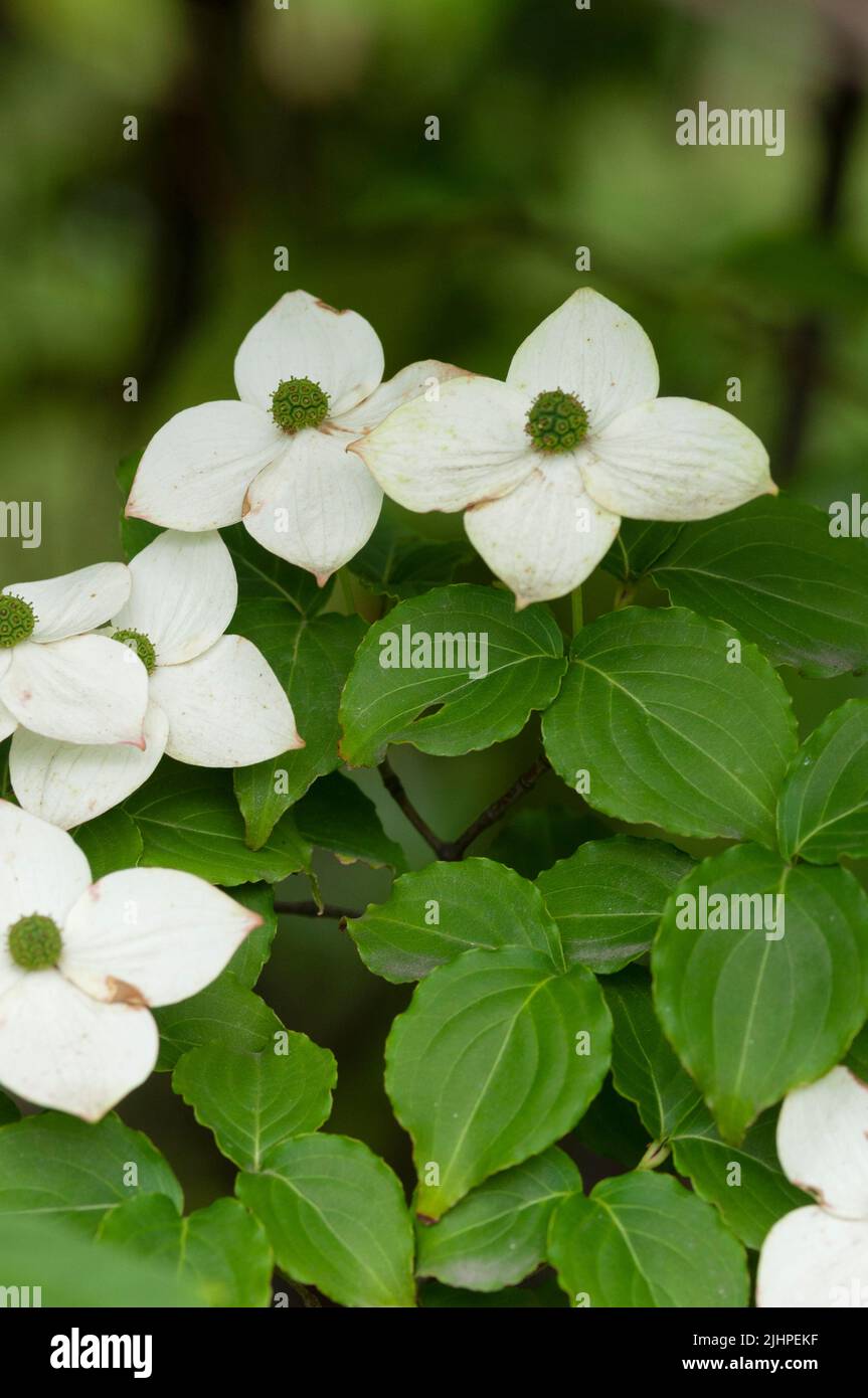 Flowering Dogwood, Cornus Florida Stock Photo - Alamy