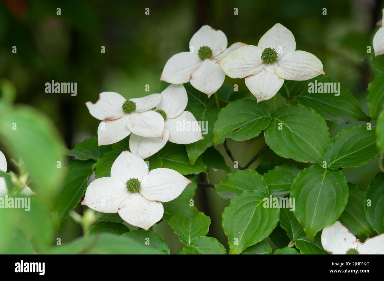 Flowering Dogwood, Cornus Florida Stock Photo - Alamy