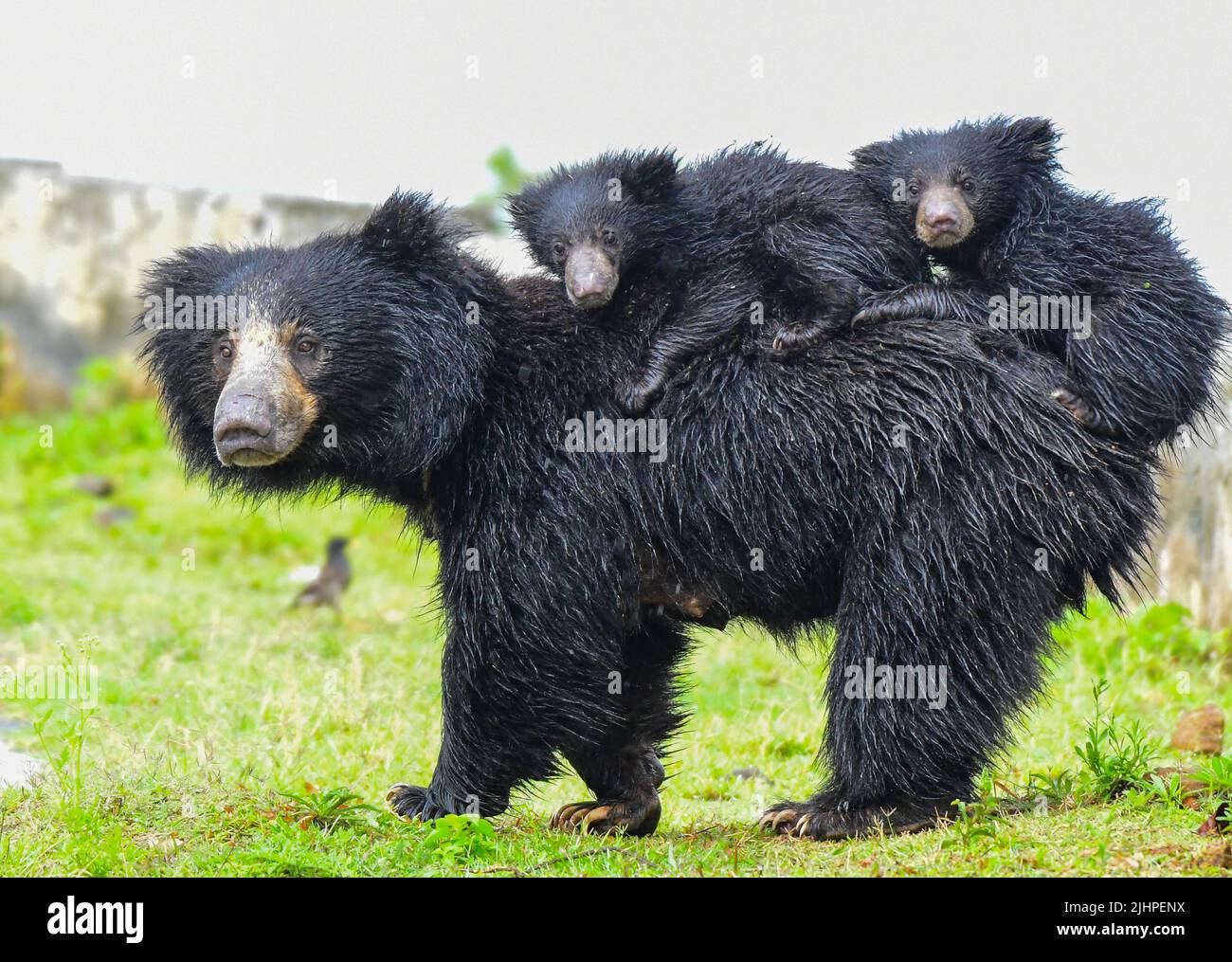 The two bears hitch a ride. Coonor, India: ADORABLE PHOTOS show a ...