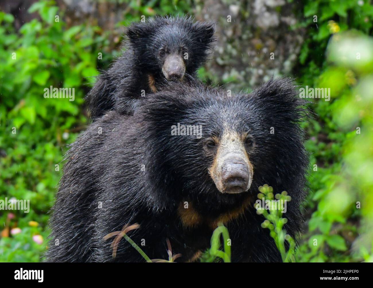 Mum acts as a taxi for her cubs. Coonor, India: ADORABLE PHOTOS show a ...